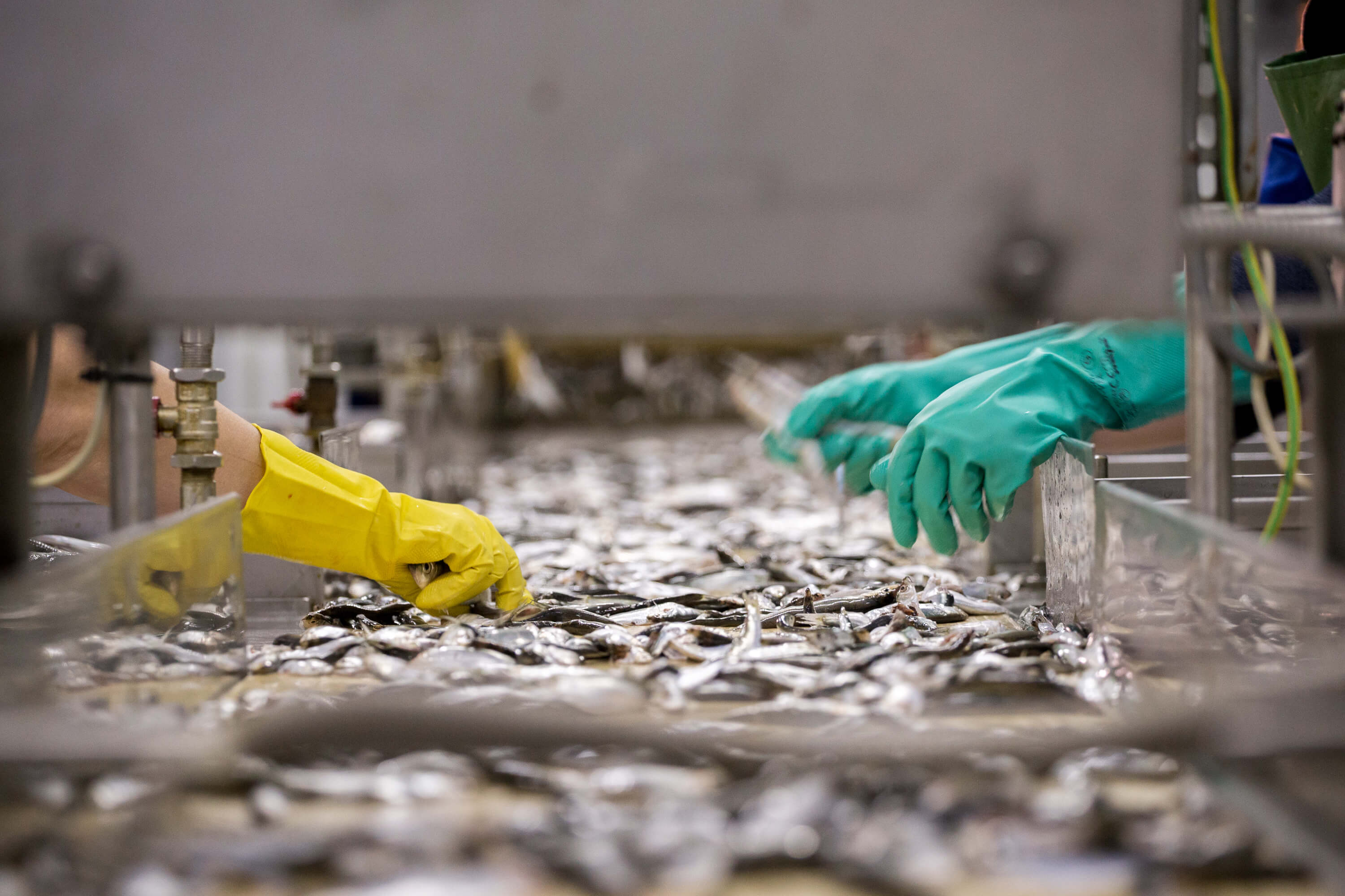 Fish protein hydrolysates production | Alfa Laval