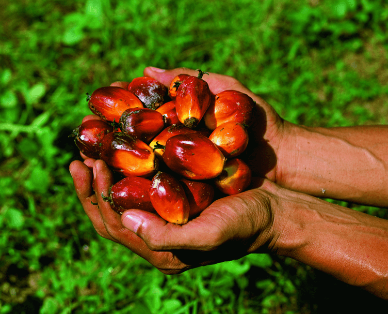 Alfa Laval - Palm oil processing