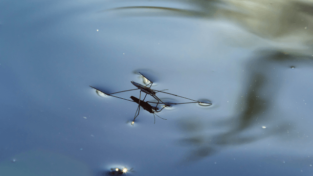 Unveiling Microplastic Behavior Through Water Strider Studies | Alfa Laval